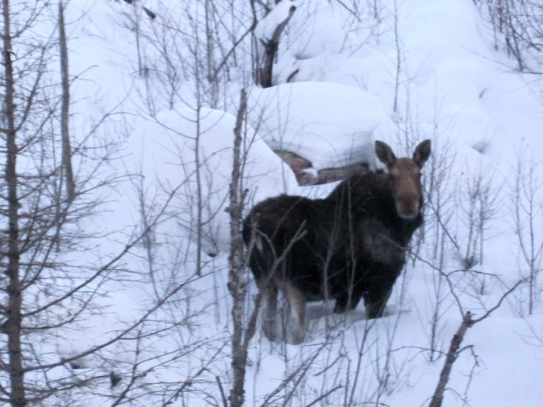How Not To Hit A Moose on the Gunflint Trail - Tuscarora Lodge & Canoe ...